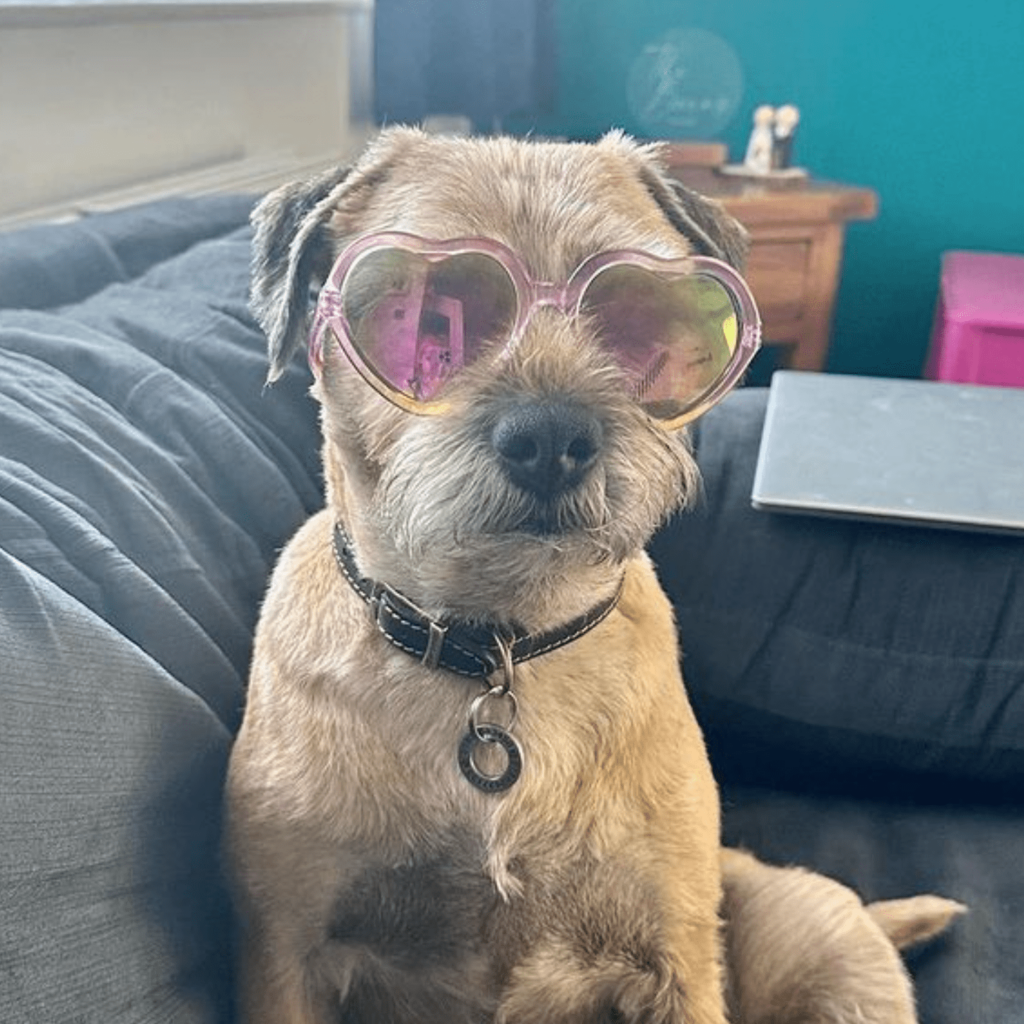 Our Locations - Blythman and Partners - Veterinary Practices in Tyne ...