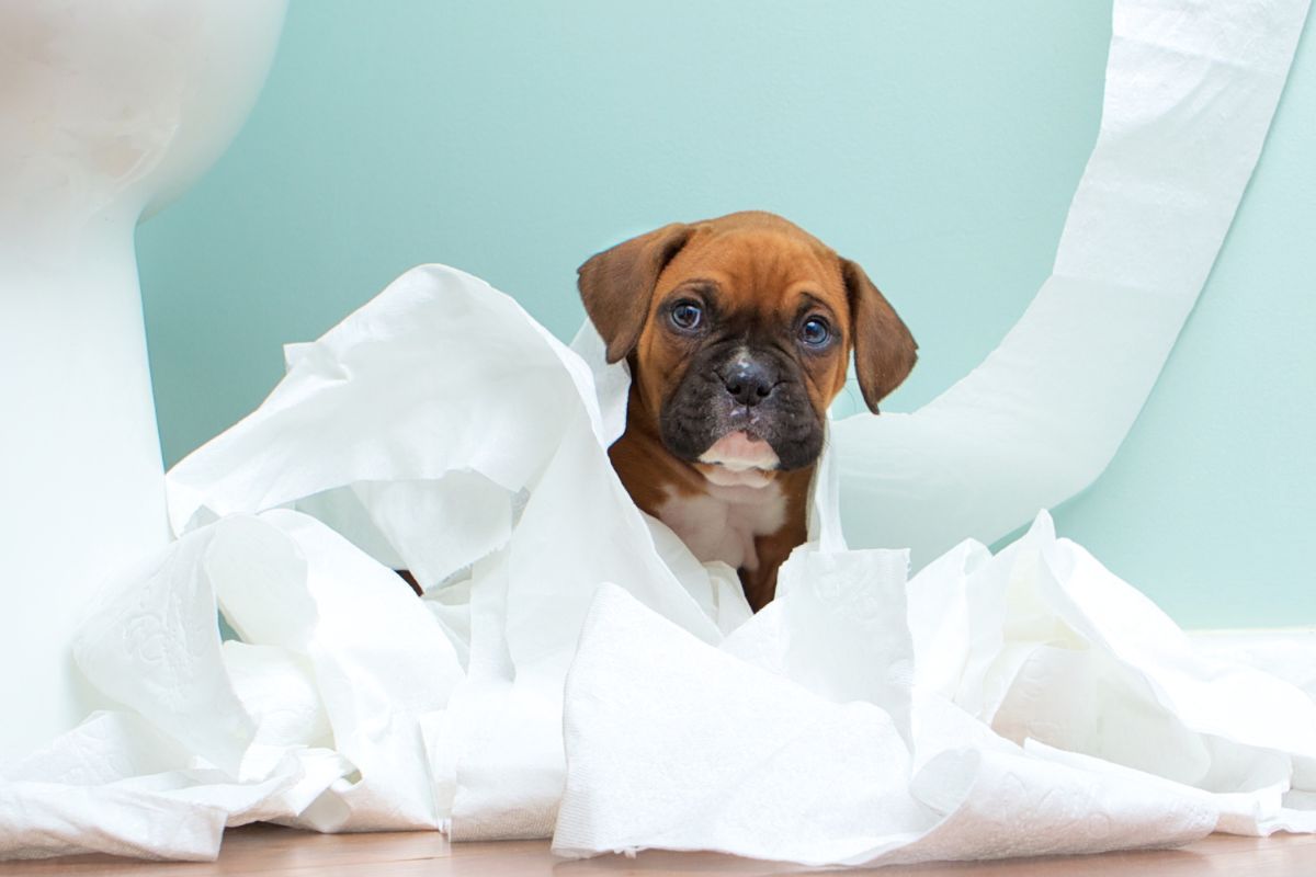 Puppy Advice: Toileting - Blythman and Partners - Veterinary Practices ...
