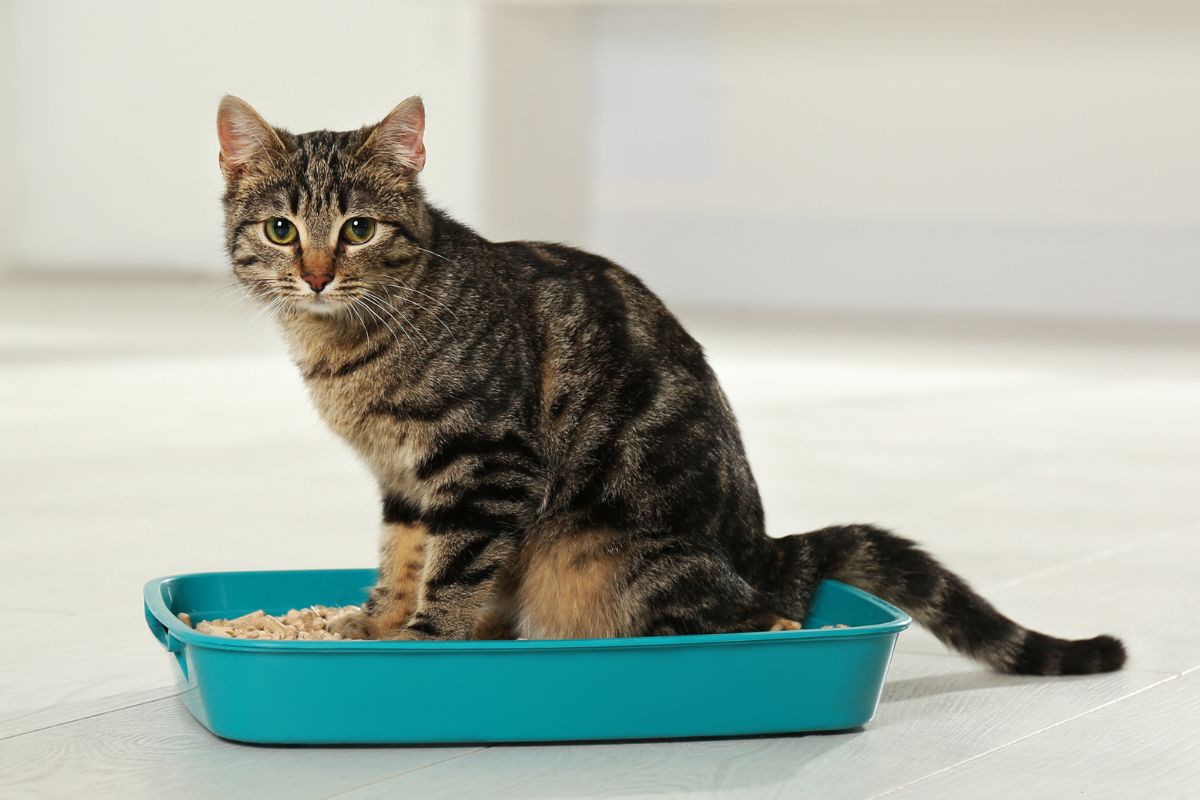 Kitten/Cat Advice: Inappropriate urination and defecating - Blythman ...