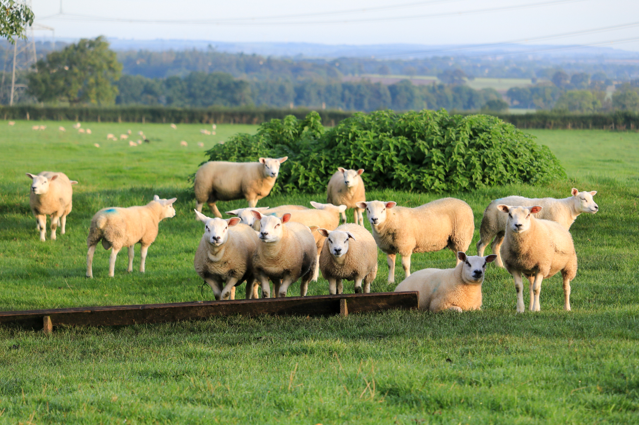 Large Animals - Blythman and Partners - Veterinary Practices in Tyne ...